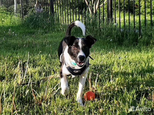 Собака в добрые руки отдам бесплатно