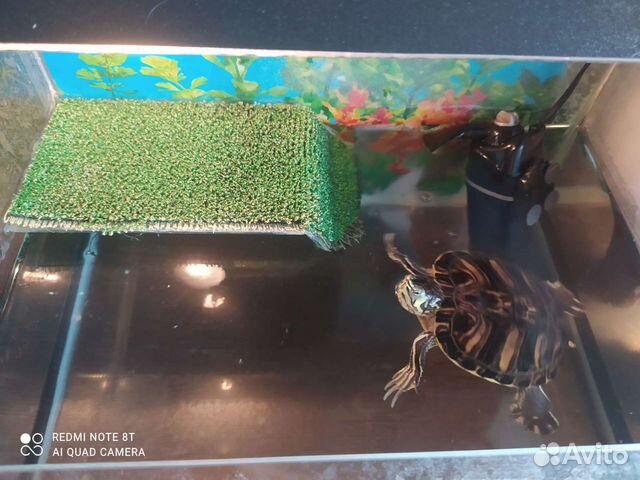 Черепаха с аквариумом