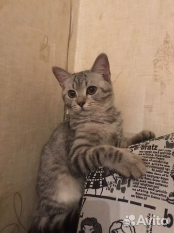 Скотиш страйт