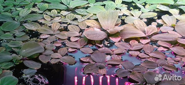 Акваримные рыбки