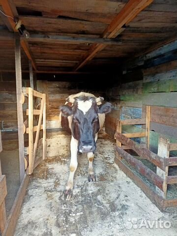 Корова с теленком