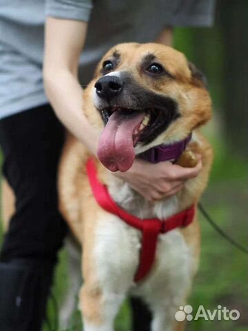 Собака в добрые руки