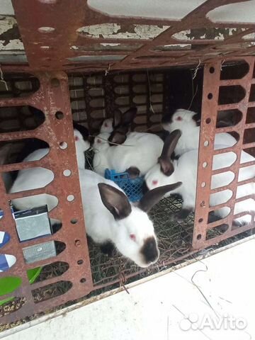 Калифорнийские кролики