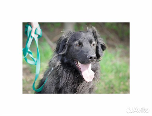 Невысокий молодой пес Филя в добрые руки