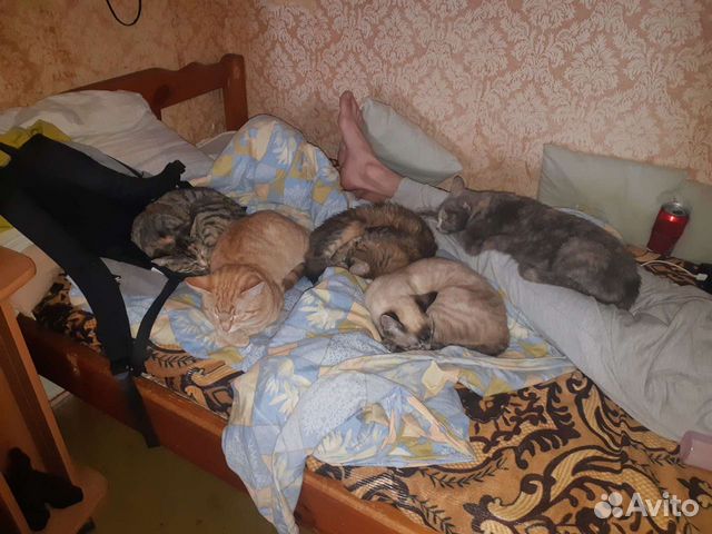 Домашние животные бесплатно кошки