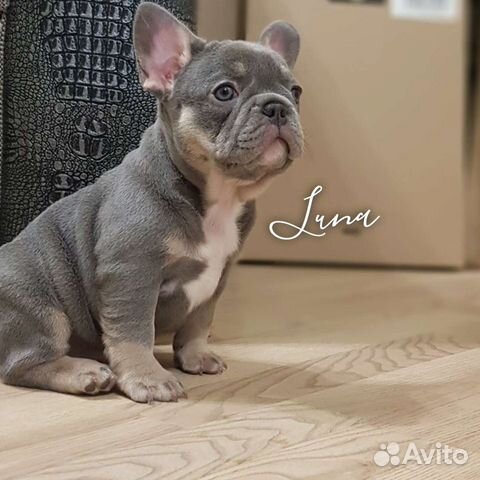 Лиловая девочка Lilac&Tan