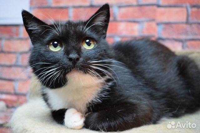 Очаровательная кошечка Фиона 1,5 года