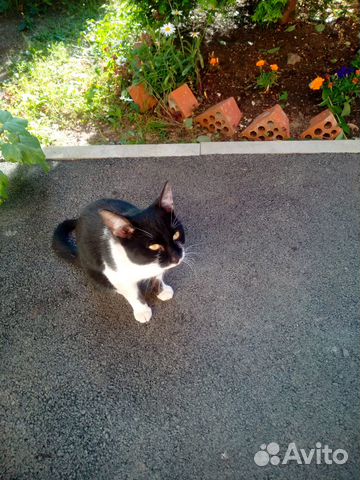 Отдам в добрые руки