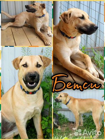 Красотка Бетси ищет любящего хозяина