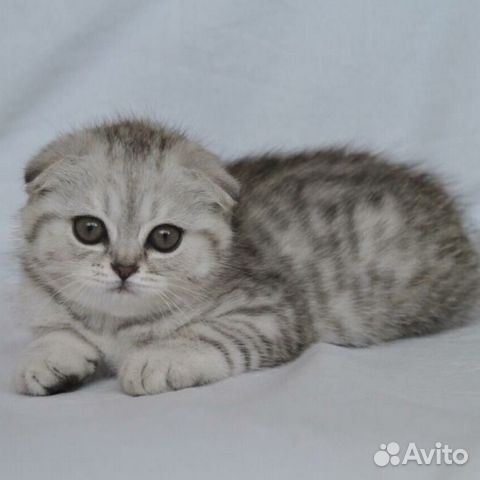 Шотландские котята пятнистое серебро