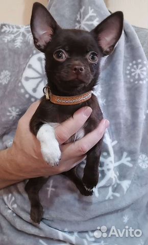 Щенки чихуахуа разные цены большой выбор