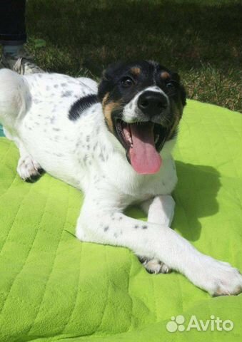 Щенок в добрые руки