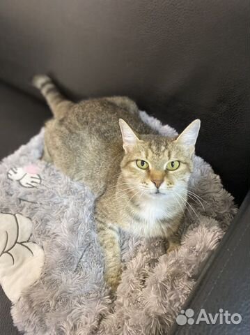 Кошка