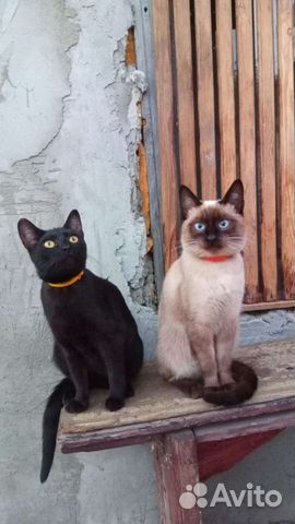 Потерялся сиамский кот