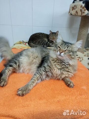 Кот