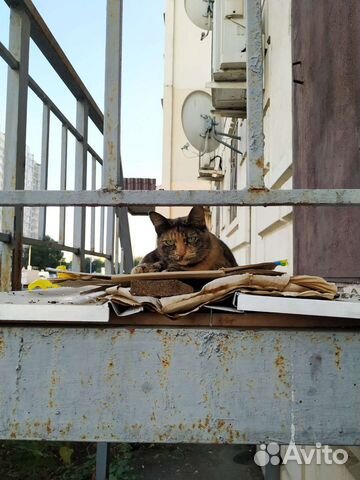 Котик чебурашка нуждается в теплом доме