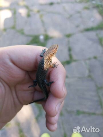 Живородящая ящерица