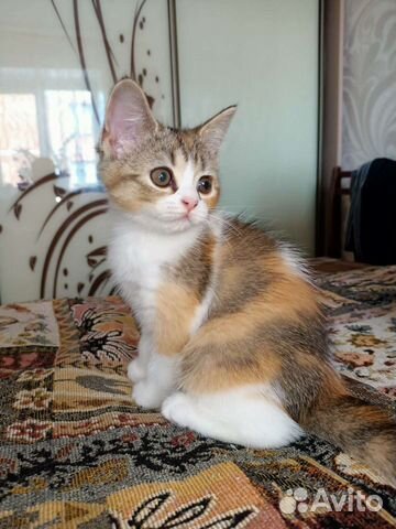 Шотландские котенок