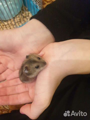 Джунгарский хомяк