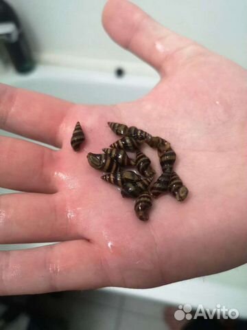 Улитка хелена