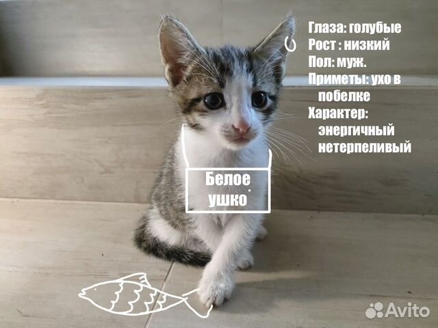 Банда котят на попечение
