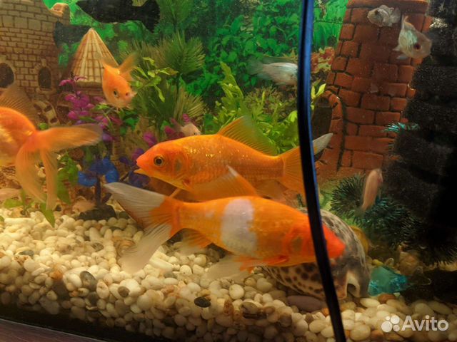 Золотая рыбка "Комета"
