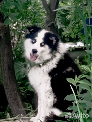 Собака якутская лайка