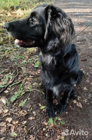 Русский спаниель вязка