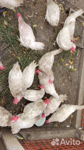 Куры несушки