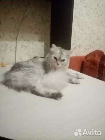 Кошка одинокому человеку