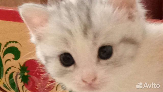 Кошки в добрые руки