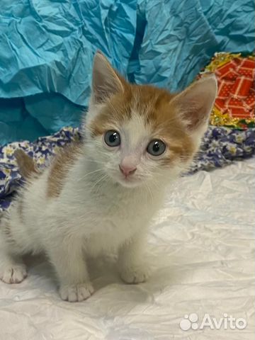 Рыжий котенок в поисках семьи
