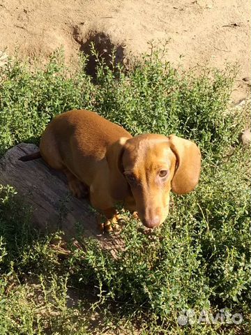 Такса г/ш мини мальчик