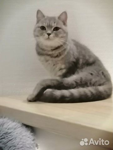 Стерилизованная, привитая Китти ищет дом