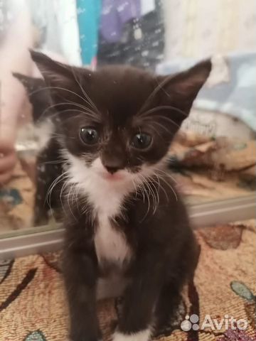 Кисюля в поисках семьи