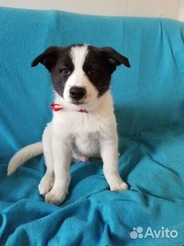 Щенок в добрые руки бесплатно