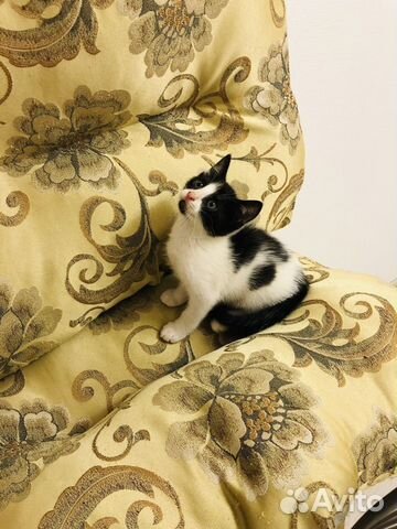 Котенок в добрые руки