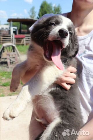 Щенок Бордер Колли голубой мальчик