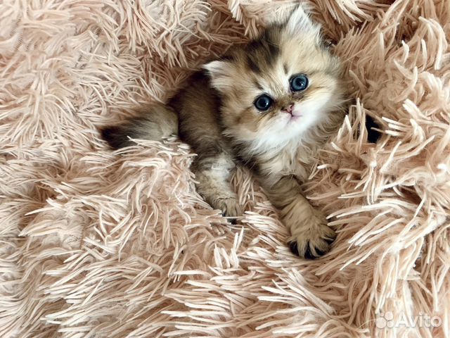 Британская шиншилла