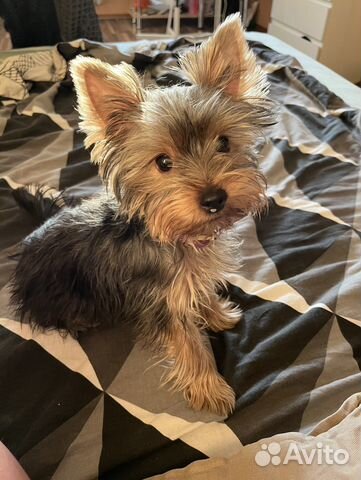 Йоркширский терьер щенок 6 мес