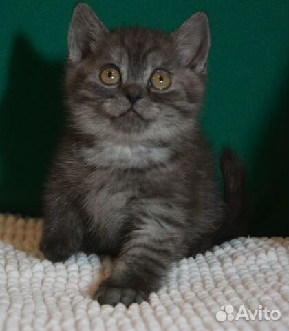 Британский котик