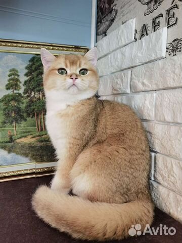 Шикарная золотая шиншилла