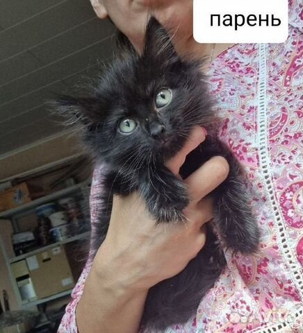 Черный, пушистый кото-мальчишка, 2 мес