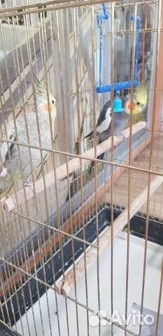 Продаем пару попугаев корелла вместе с клеткой
