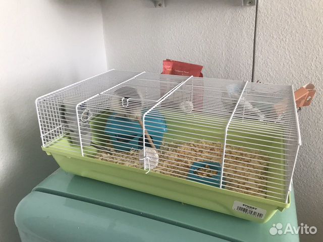 Продаю мальчика крысу вместе с клеткой