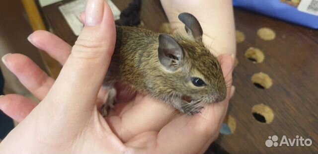 Чилийская белка дегу