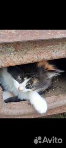 Кошка