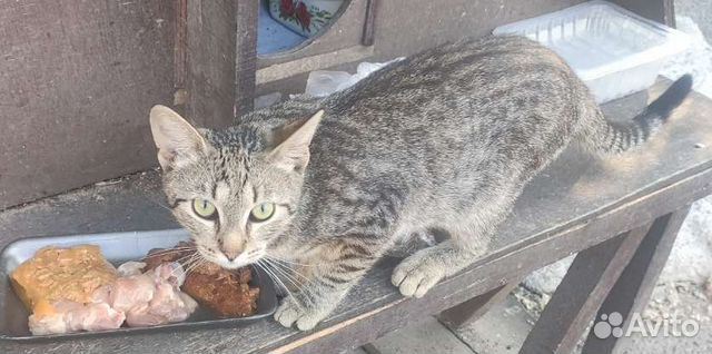Бывшедомашний котейка один на улице