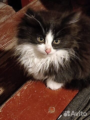 Котенок найден на даче, помогите