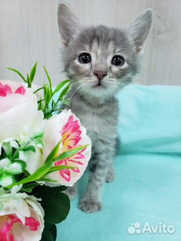 Малышка Тучка ищет дом